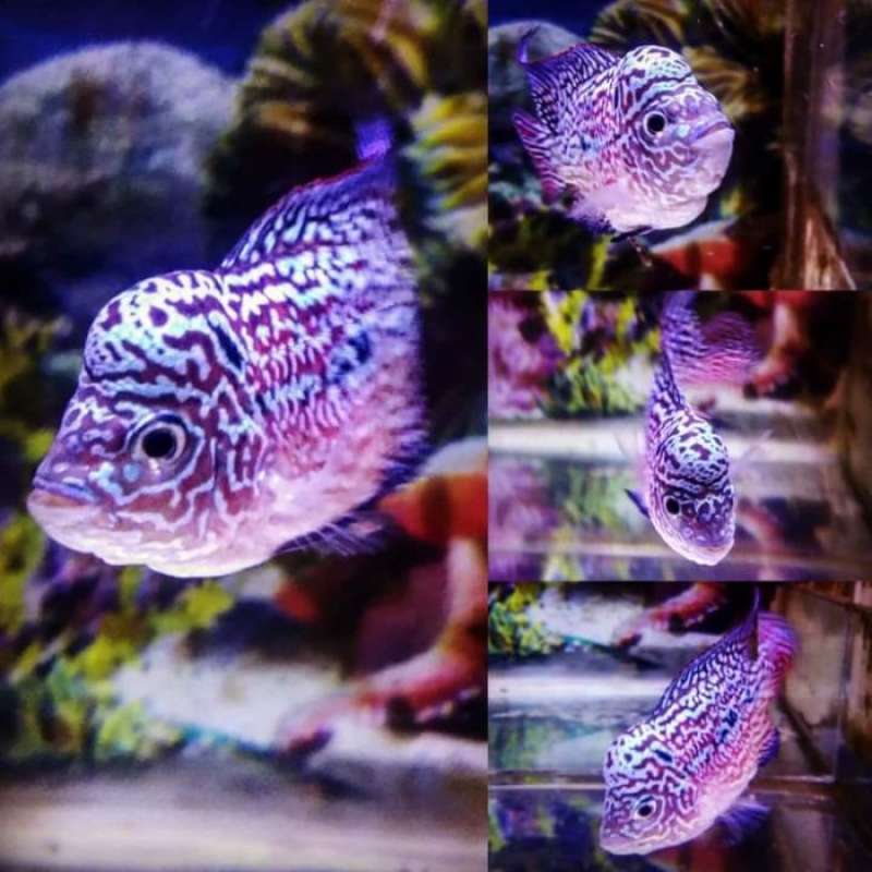 Jual Ikan Louhan Kamfa F3 Mongkol Import Thailand di Seller DENTA PET ...