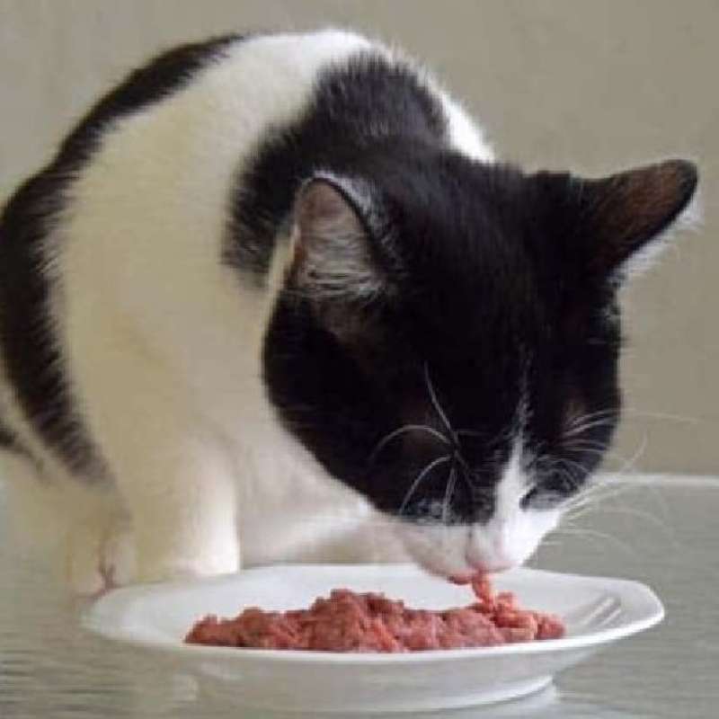 Jual Tuna & Beef - Cat Series - Wet Raw Food Makanan Kucing Di Seller ...