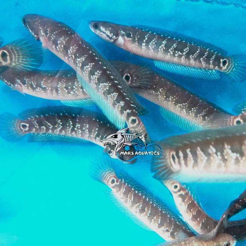 Jual IKAN HIAS IKAN CHANNA ASIATICA SNAKEHEAD PREDATOR di Seller MARS ...