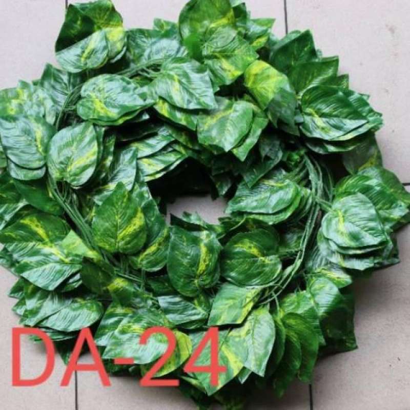 Jual Daun Rambat Rotan Srigading Sirih Gading Besar Jumbo Harga Per ...