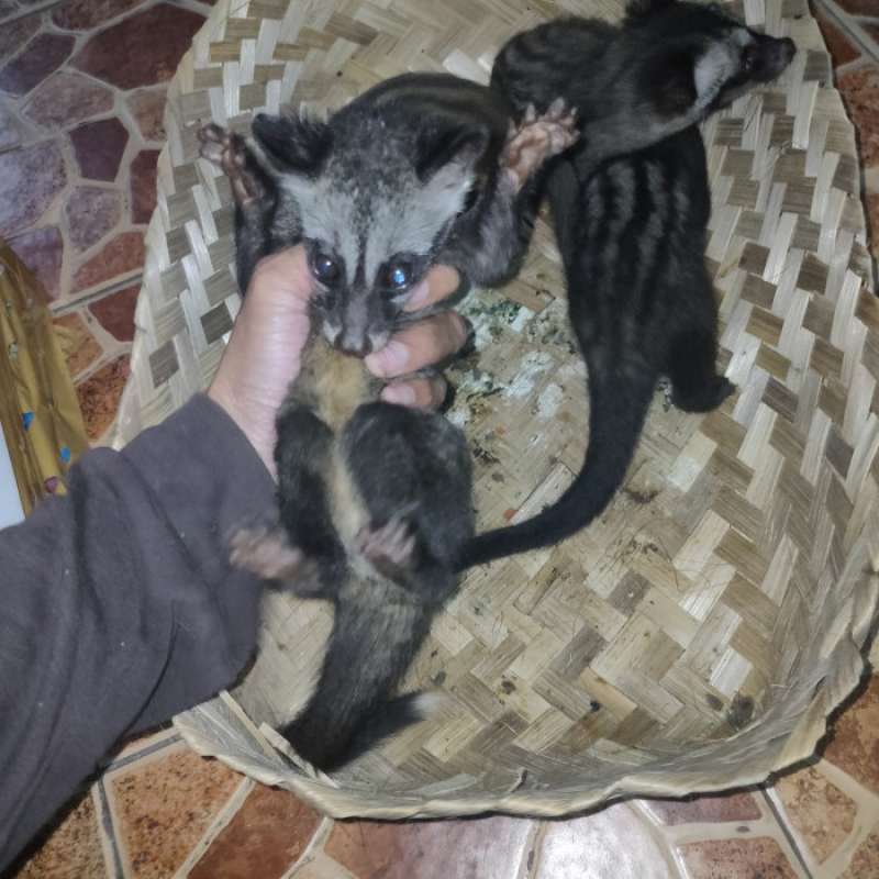 Baby Musang Pandan