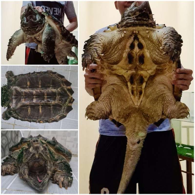 Jual Hiasan Kura Ast Aligator Snapping Turtle Jantan 46 Cm Di Seller ...