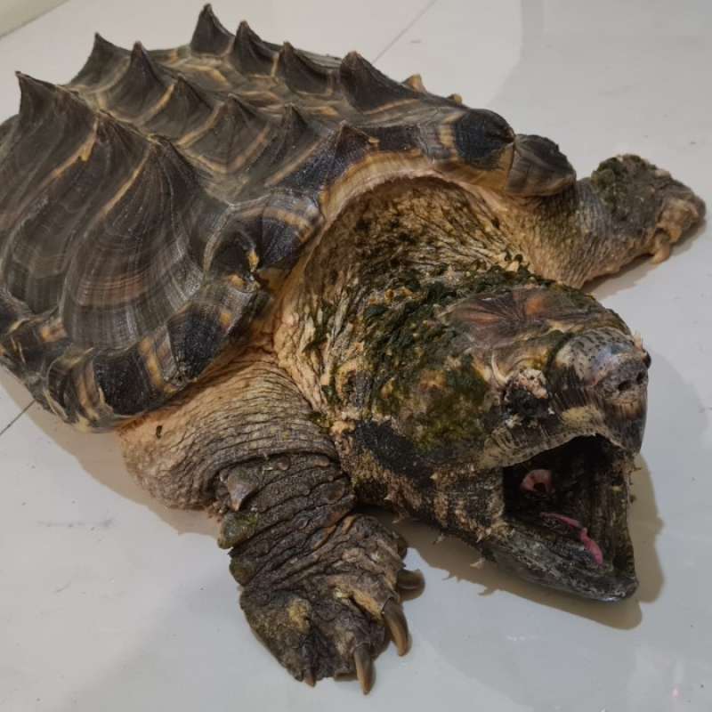 Jual Hiasan Kura Ast Aligator Snapping Turtle Jantan 46 Cm Di Seller ...