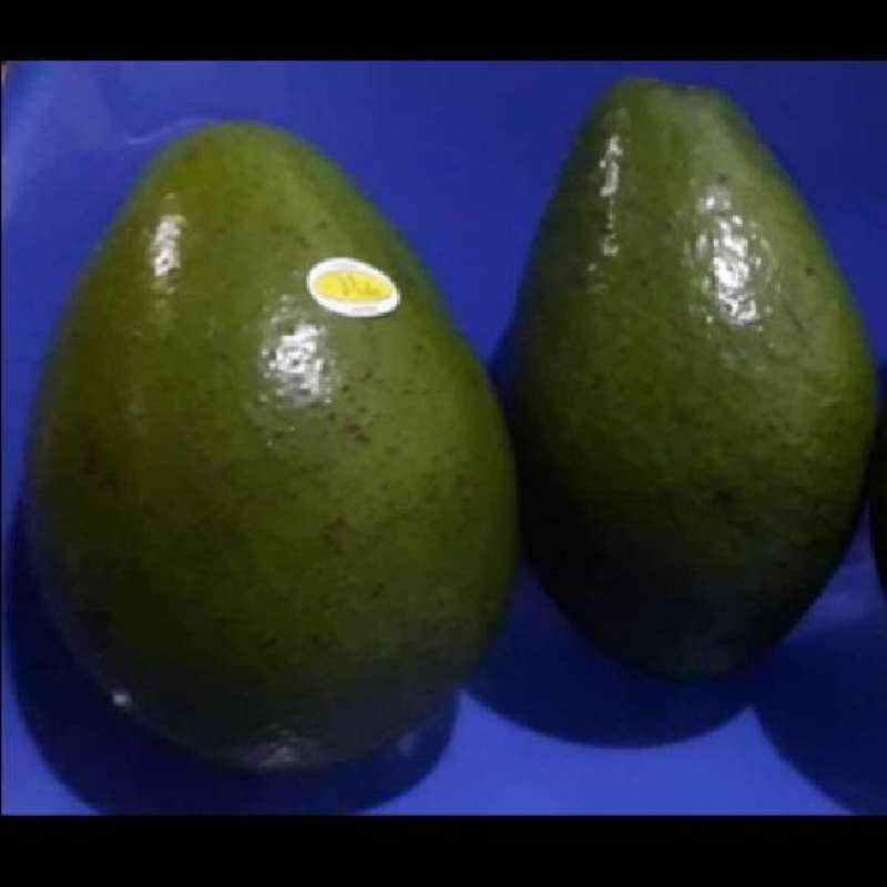 jual-buah-alpukat-wina-super-di-seller-cmf-shop-kota-semarang-jawa