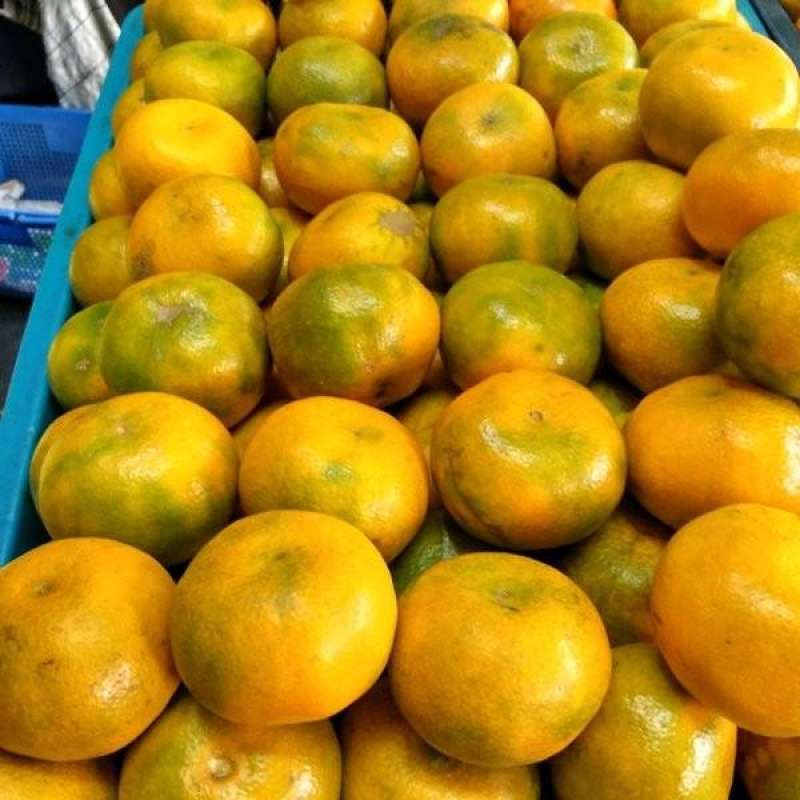 Jual Buah Jeruk Medan di Seller CMF Shop - Kota Semarang, Jawa Tengah ...