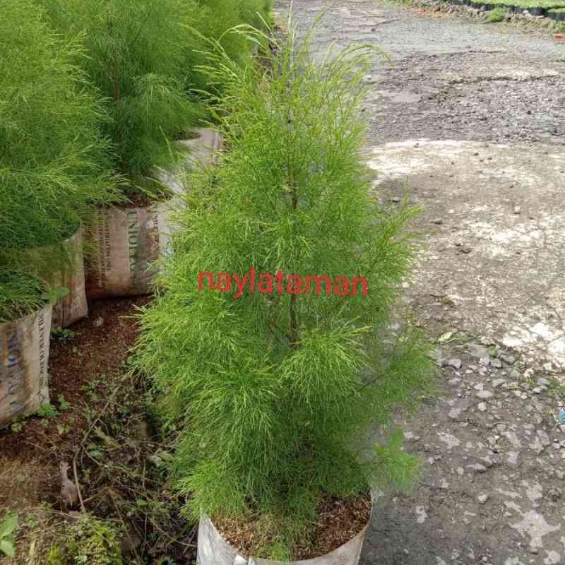 Jual Cemara Balon Original Harga Termurah Mei 2024 | Blibli