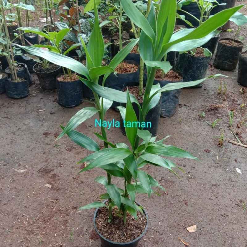 Jual Tanaman Bambu Sri Rejeki Original Harga Termurah Mei 2024 | Blibli