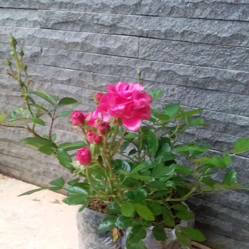 Jual Tanaman Hias Mawar Merah Original Murah - Harga Diskon Juni 2024 ...