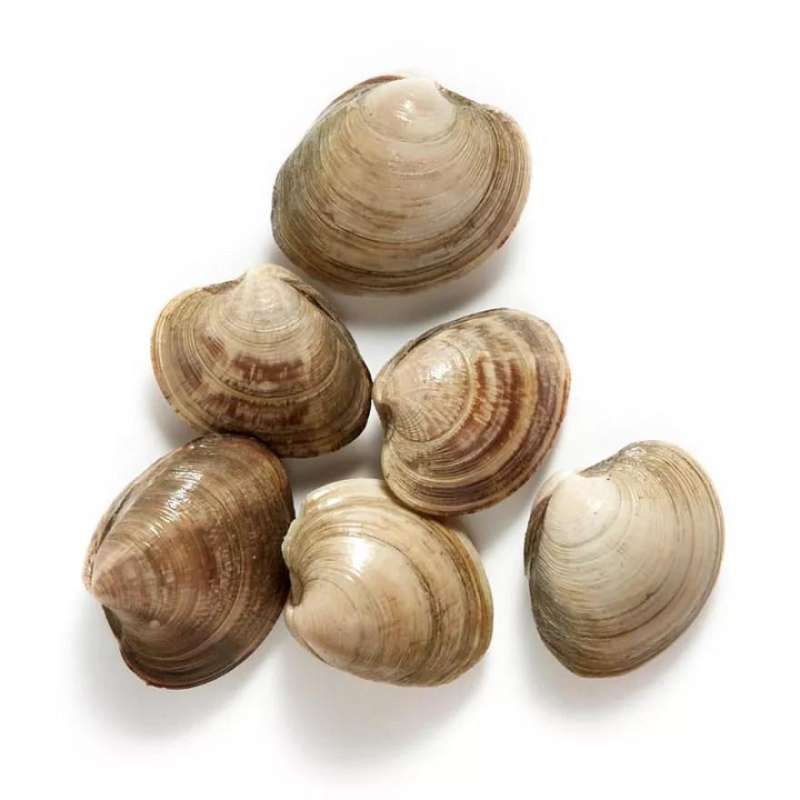 Jual Kerang Madu 1kg Halal Di Seller Aeesha Sayur - Paledang, Kota ...