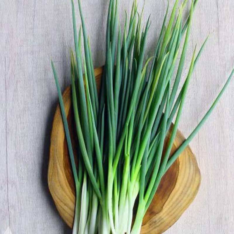 Koleksi 78 Gambar Daun Bawang HD - Gambar