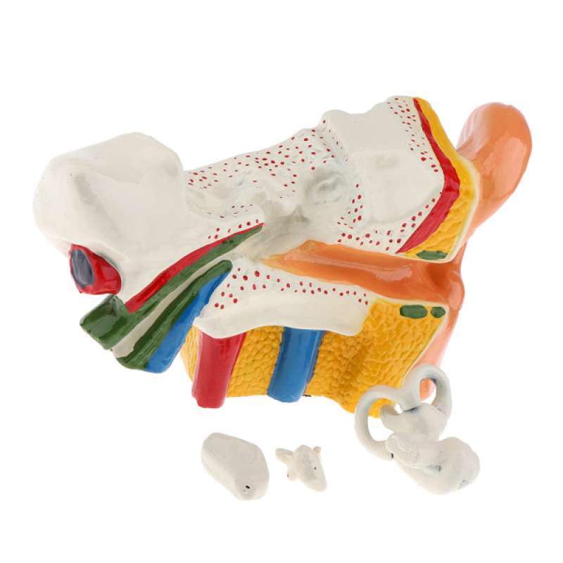 Jual OEM Human Ear Anatomy Model Functional Areas for Study Desktop ...