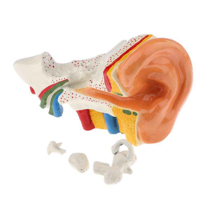 Jual OEM Human Ear Anatomy Model Functional Areas for Study Desktop ...