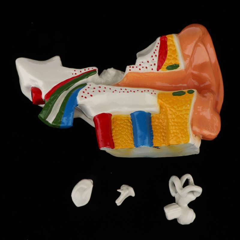 Jual OEM Human Ear Anatomy Model Functional Areas for Study Desktop ...