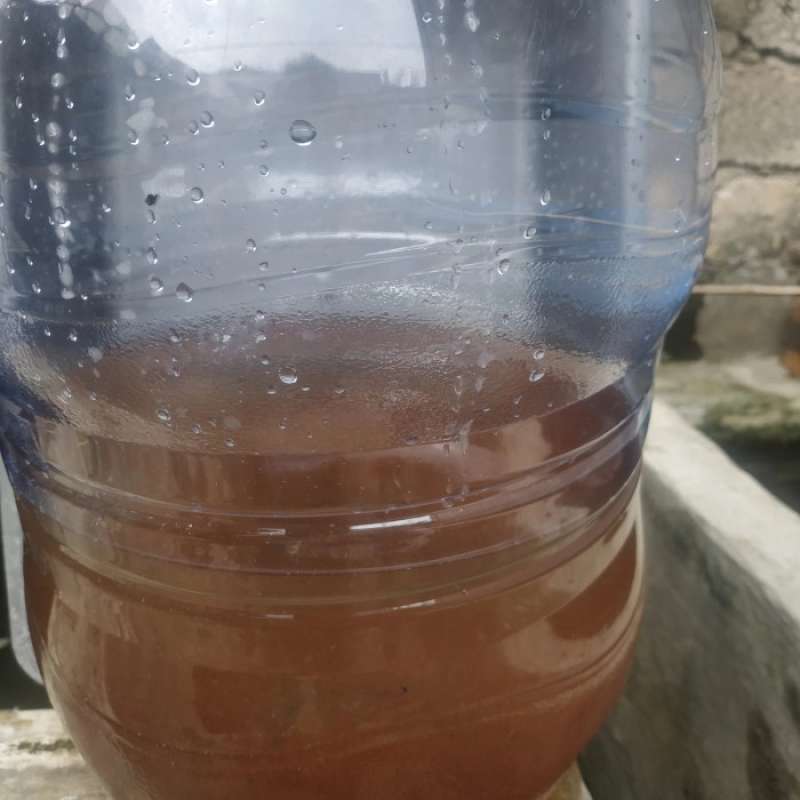 Promo Daphnia Magna / Kutu Air Raksasa / Pakan Hidup Diskon 33% di ...