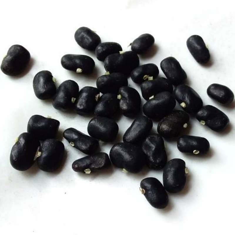 Promo Benih Bibit Biji Bunga Telang Butterfly Pea Seeds Clitoria ...