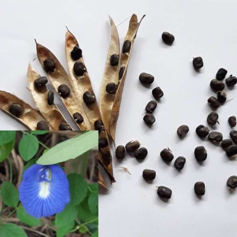 Promo Benih Bibit Biji Bunga Telang Butterfly Pea Seeds Clitoria ...