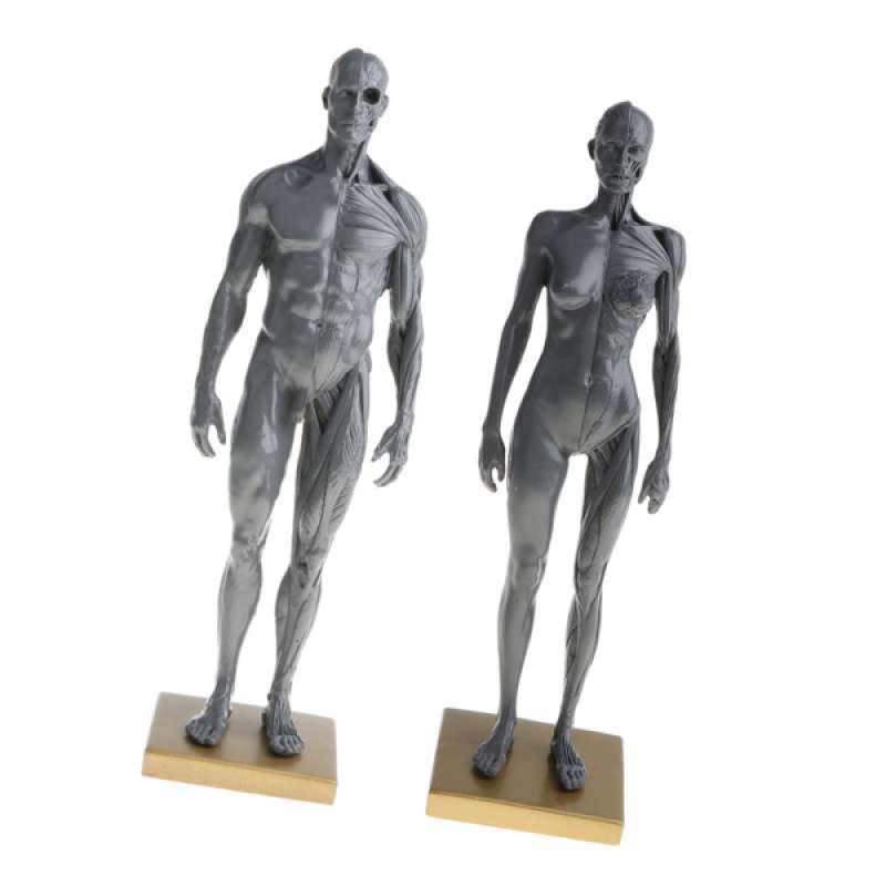 Jual 11'' Male Female Anatomy Figure Ecorche Skin Anatomy Model Lab ...