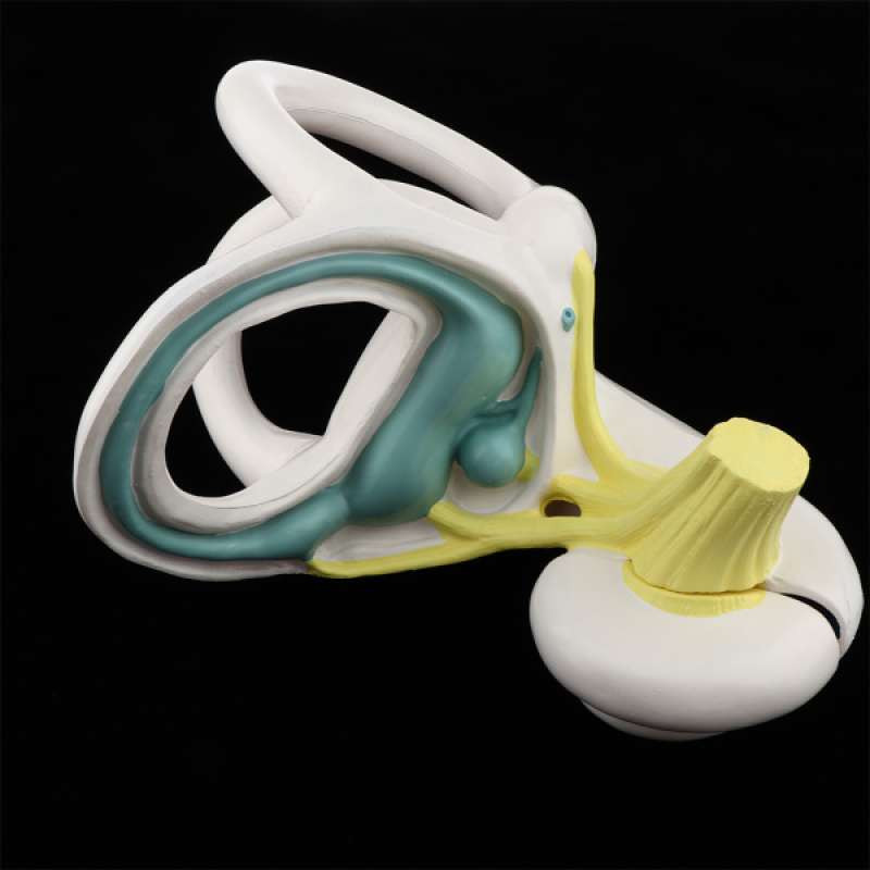 Jual Ear Labyrinth Model Enlarged Anatomical Structure Anatomy Study ...