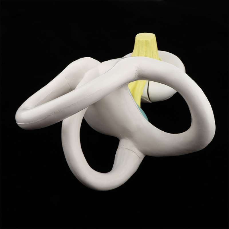 Jual Ear Labyrinth Model Enlarged Anatomical Structure Anatomy Study ...