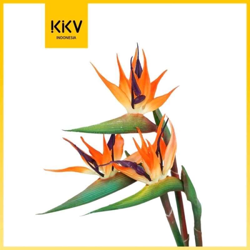 Jual KKV SLADKO Strelitzia Tanaman Bunga Hias Burung Cendrawasih ...