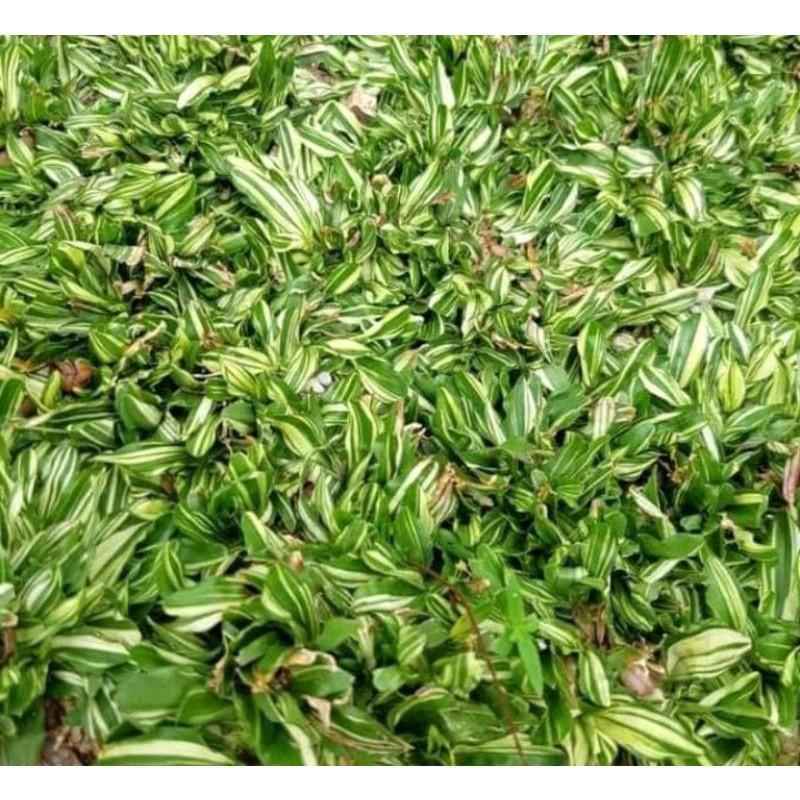 Jual RUMPUT GAJAH MINI VARIGATA SUPER PREMIUM - Rumput Varigata ...