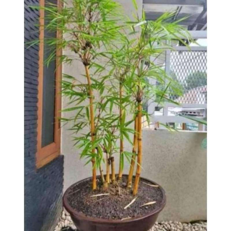Jual Tanaman Hias Bambu Kuning Ampel/bambu Goib Di Seller Perdiansflora ...