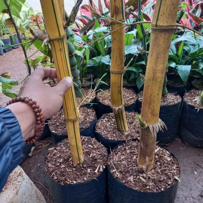 Jual Tanaman Hias Bambu Kuning Ampel/bambu Goib Di Seller Perdiansflora ...