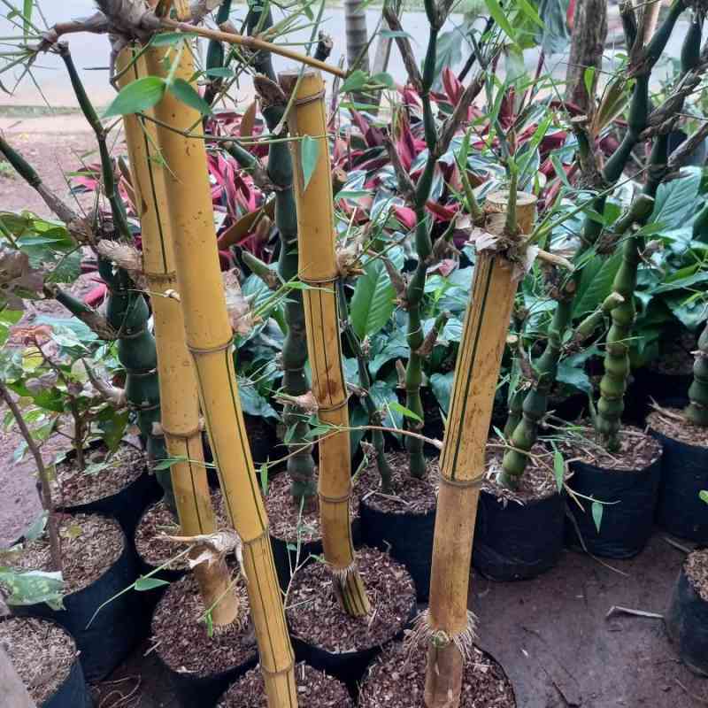 Jual Tanaman Hias Bambu Kuning Ampel/bambu Goib Di Seller Perdiansflora ...