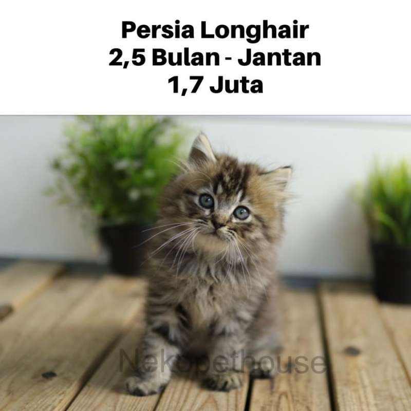 Kucing Persia Flat Nose