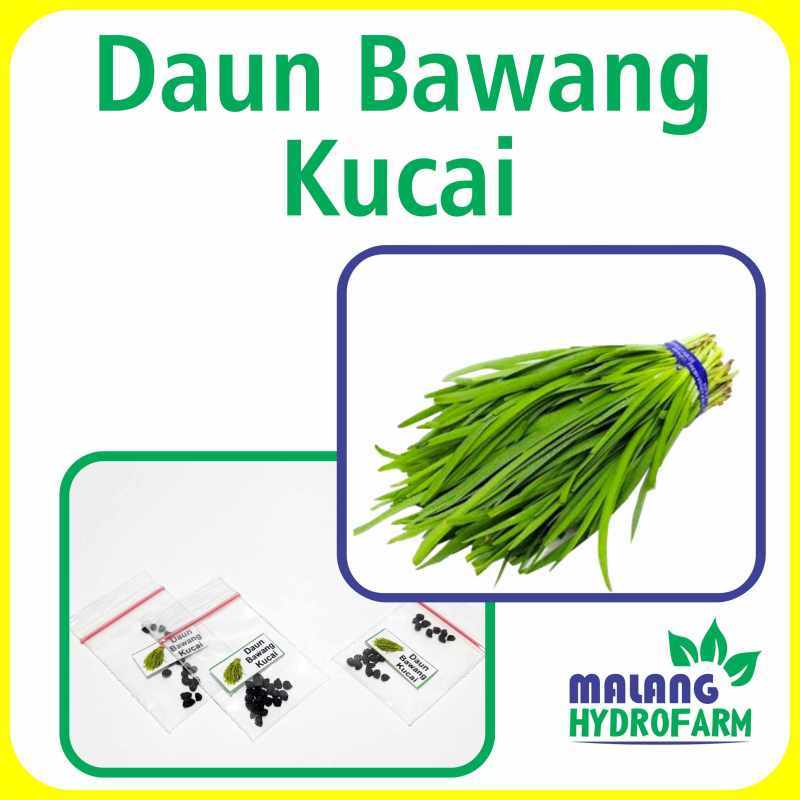 Jual Benih Daun Bawang Kucai Unggulan Berkualitas biji bibit repack ...