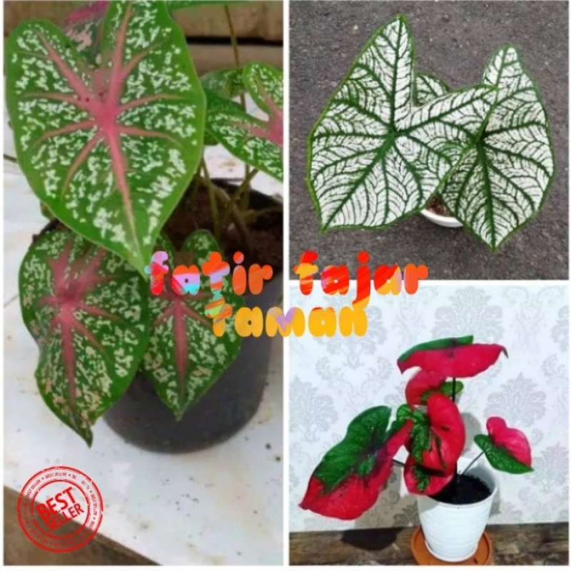 Jual 3 paket tanaman hias keladi - keladi baret - keladi white - red ...
