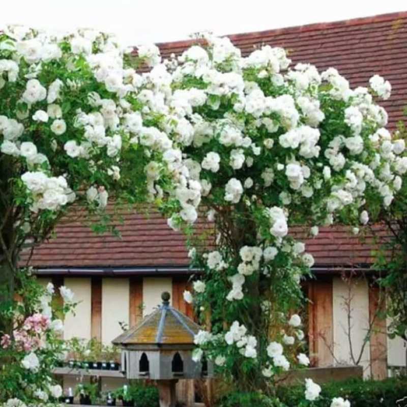 Promo Bibit Tanaman Bunga Mawar Rambat Putih -- Climbing Rose Diskon 5% ...