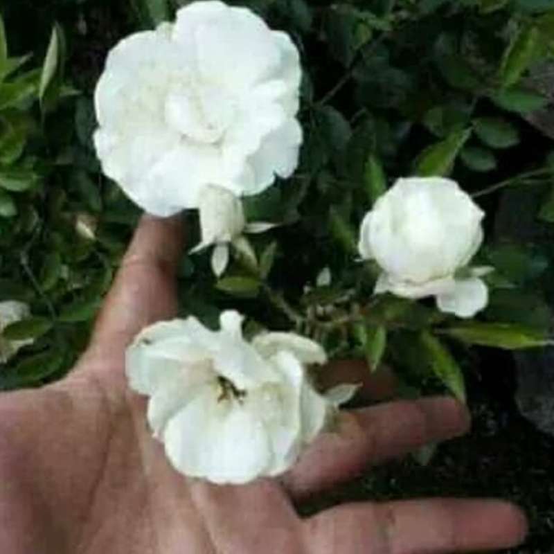 Promo Bibit Tanaman Bunga Mawar Rambat Putih -- Climbing Rose Diskon 5% ...