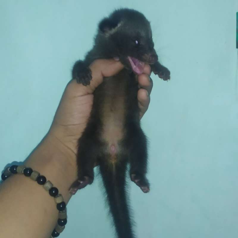 Baby Musang Pandan