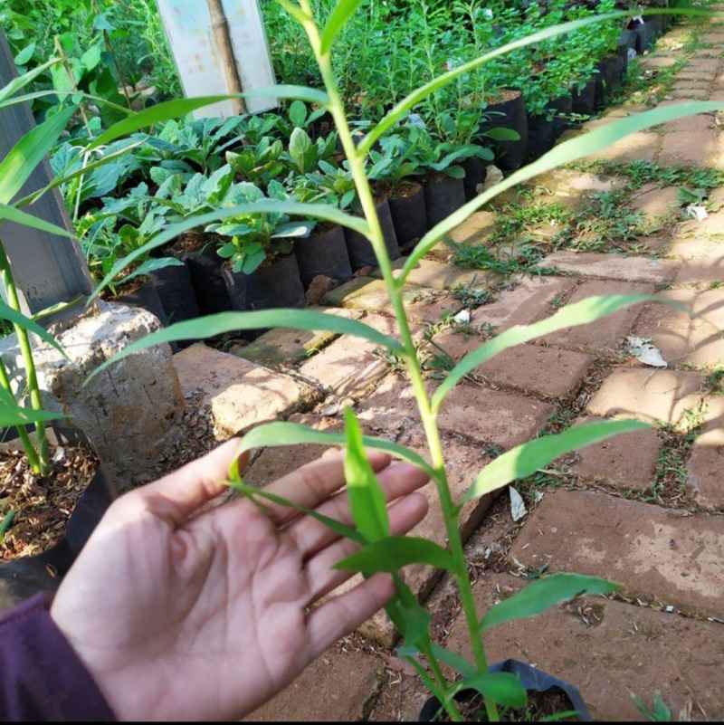 Jual Tumbuhan Bangle Original Murah - Harga Diskon April 2024 | Blibli.com