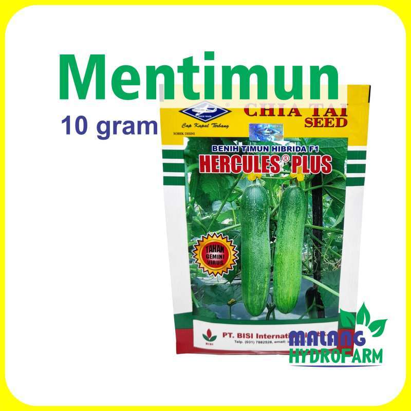 Jual Benih Mentimun Hercules Plus F1 10 gram Cap Kapal Terbang dataran ...