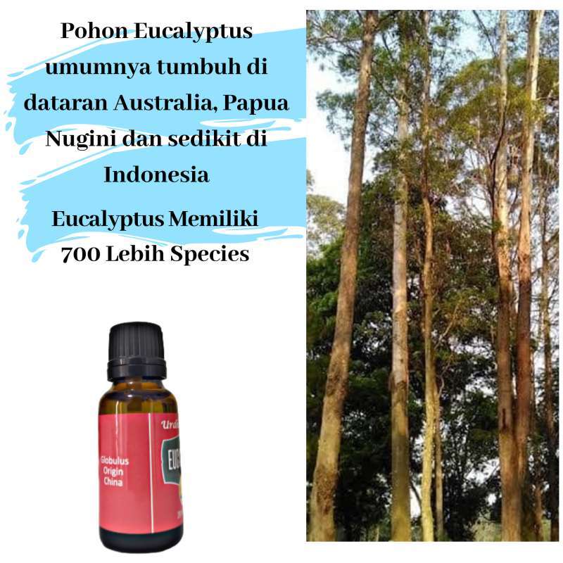 Jual Eucalyptus Urdha Living Therapeutic Grade Essentials Oil 10 Ml Di Seller Jasmine Aromatic ...