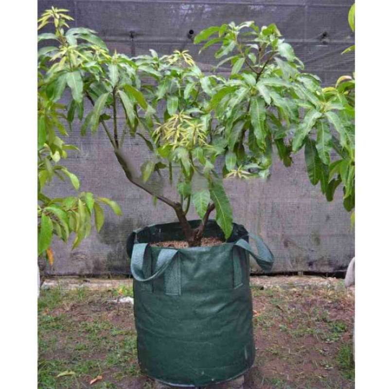 Baga Pohon Buah Lepas Dari Purwakarta, Daerah Ini Jadi Penghasil
