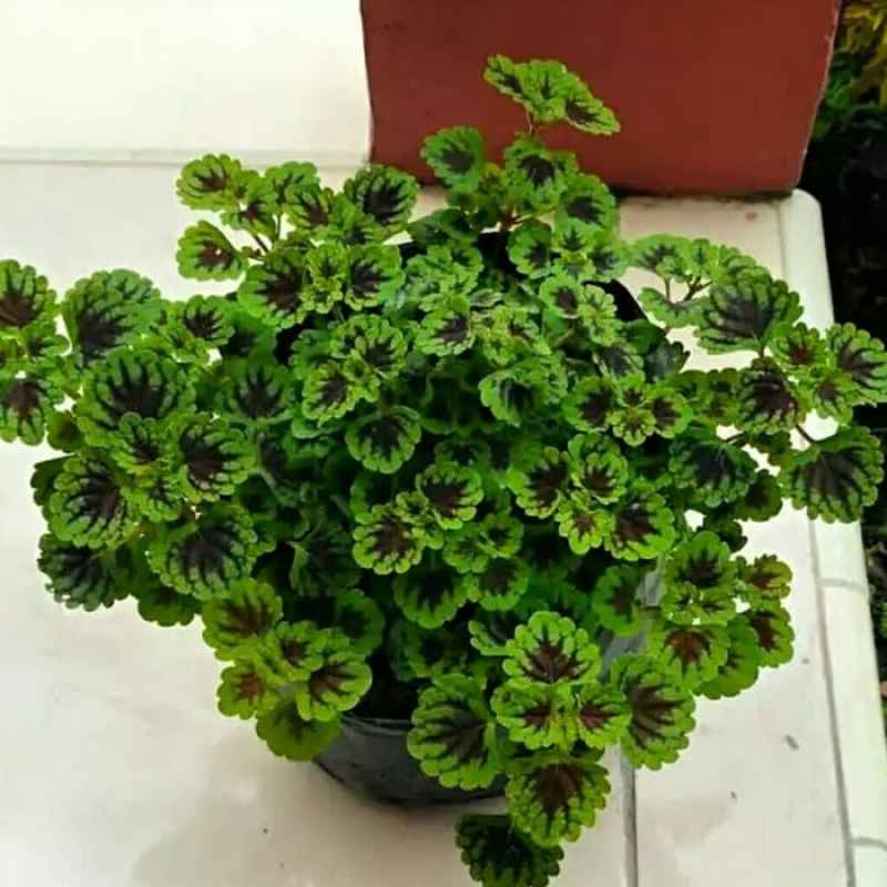 Jual tanaman hias miyana mini / Tanaman gantung miana mini / tanaman ...