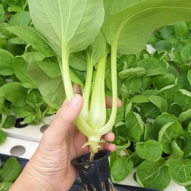 Jual Sayur Pakchoy Hidroponik 200gr/pak ***HARGA PROMO*** Halal di ...