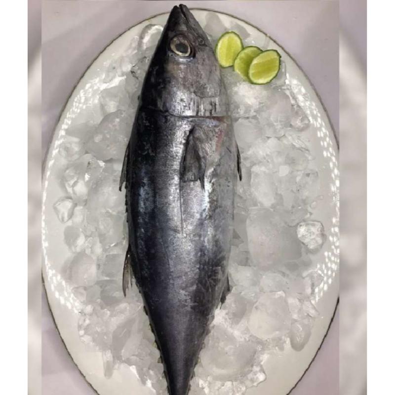 Jual Ikan Tuna Baby Segar Seafood Beku Makanan Hasil Laut Segar Frozen ...