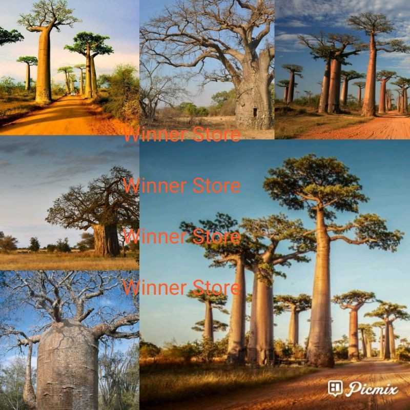 Jual 1 biji african baobab adansonia digitata monkey bread tartar tree ...