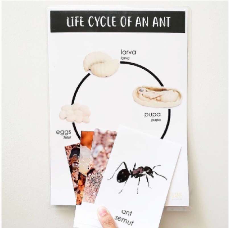 Jual Life Cycle Semut 🏷️ Original Terbaru, Terlengkap, & Harga Termurah ...