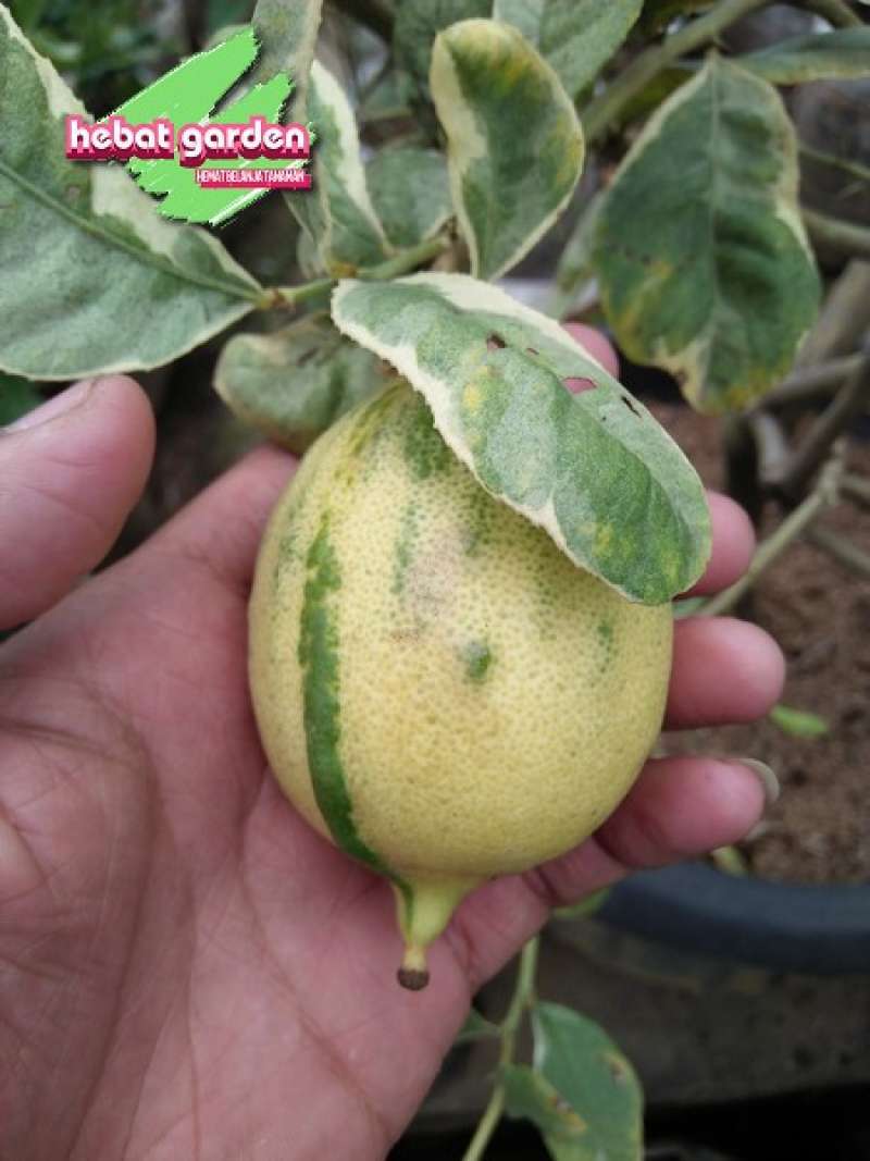 Jual Bibit tanaman jeruk Lemon Varigata Tinggi 70 cm up di Seller Hebat ...