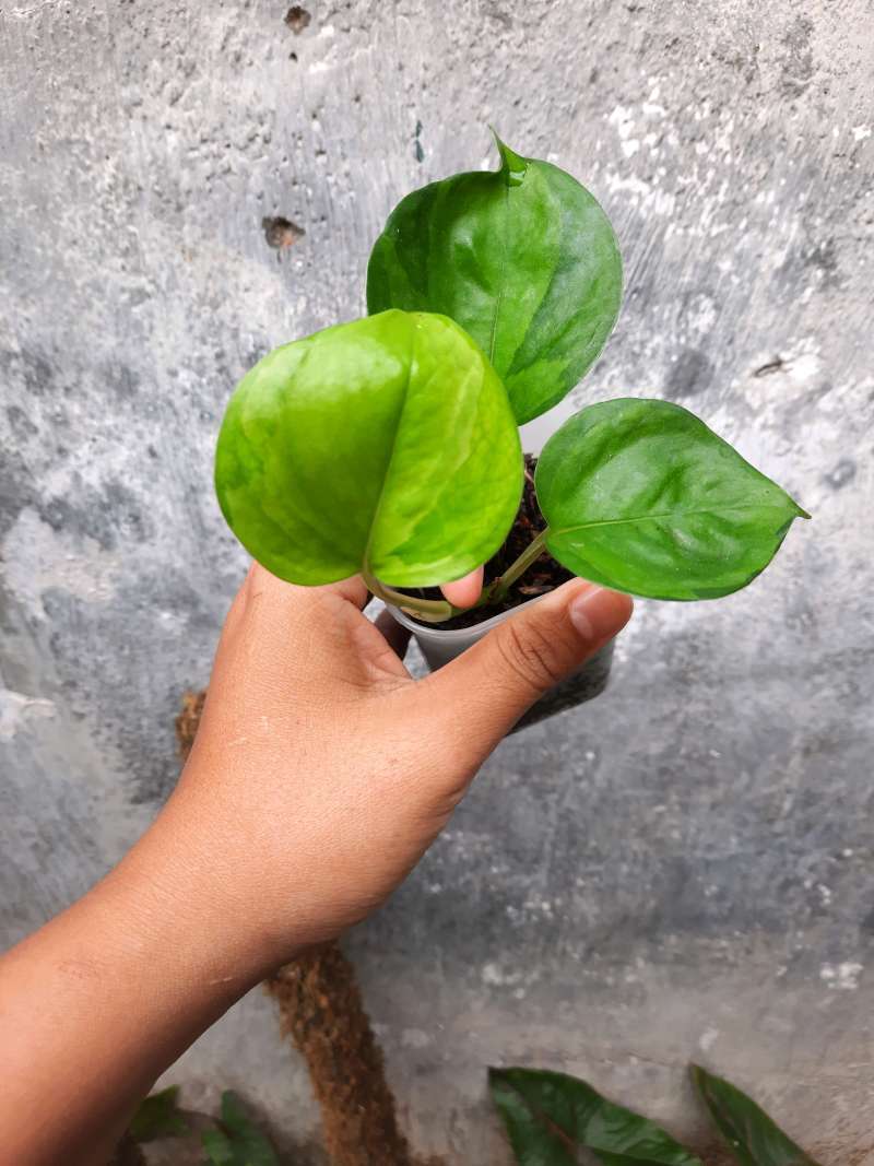 Jual Epipprenum Manjula Mint / Epipprenum Manjula Varigata Kuning di ...