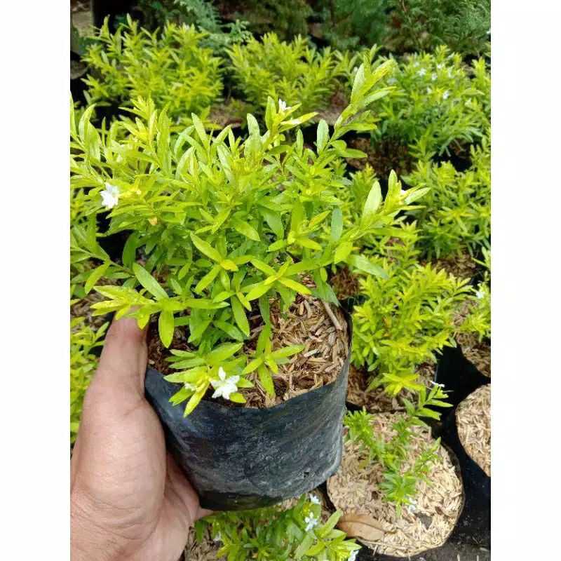 Promo paket 2 tanaman hias Taiwan beauty bunga putih dan ungu Diskon 25 ...