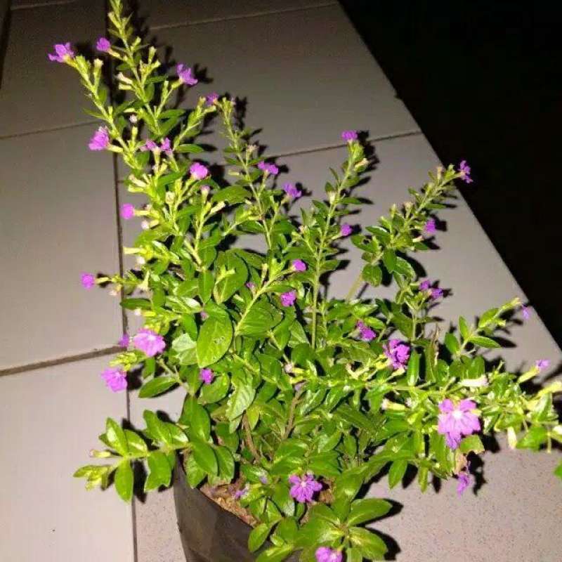 Promo paket 2 tanaman hias Taiwan beauty bunga putih dan ungu Diskon 25 ...