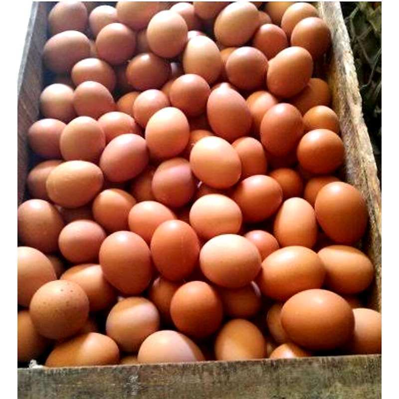 Jual Telur Ayam Negeri 1kg Halal Di Seller Toko Srijaya - Pisangan ...