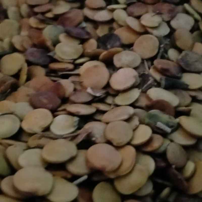 Jual Biji Gamal 1kg Organik Di Seller Mustika Djamue - Curah Jeru, Kab ...