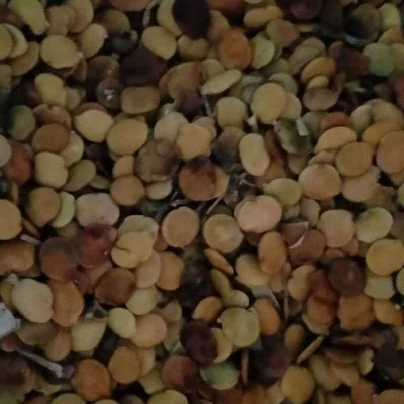 Jual Biji Gamal 1kg Organik Di Seller Mustika Djamue - Curah Jeru, Kab ...